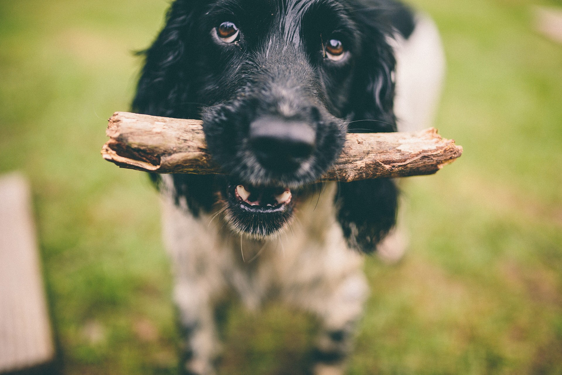 10 Dog-Friendly Glamping Sites in Ireland (2021)